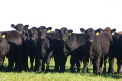 Gardiner Angus Ranch : GAR Guaranteed Genetics