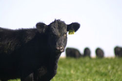 Gardiner Angus Ranch : GAR Guaranteed Genetics