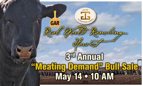 Gardiner Angus Ranch : May Bull Sale